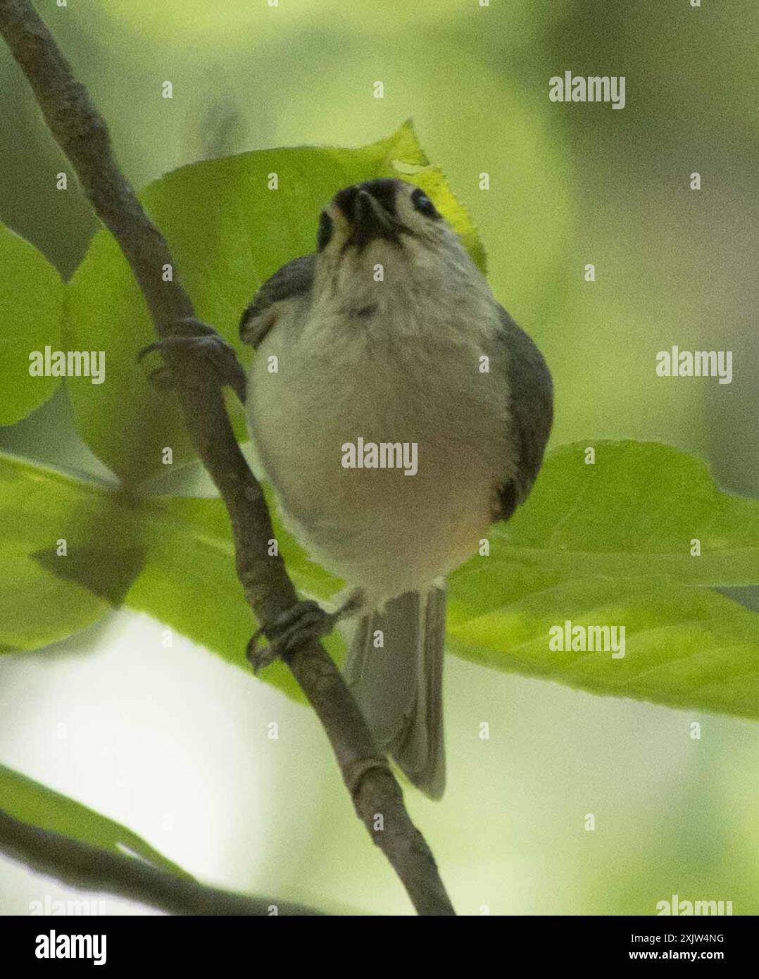Tufted Titmouse (Baeolophus bicolor) Aves Stock Photo - Alamy