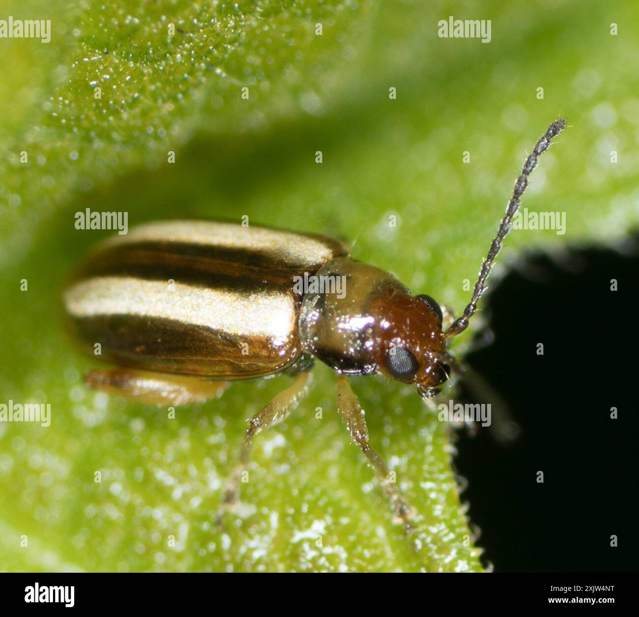 Flea Beetles (Alticini) Insecta Stock Photo - Alamy