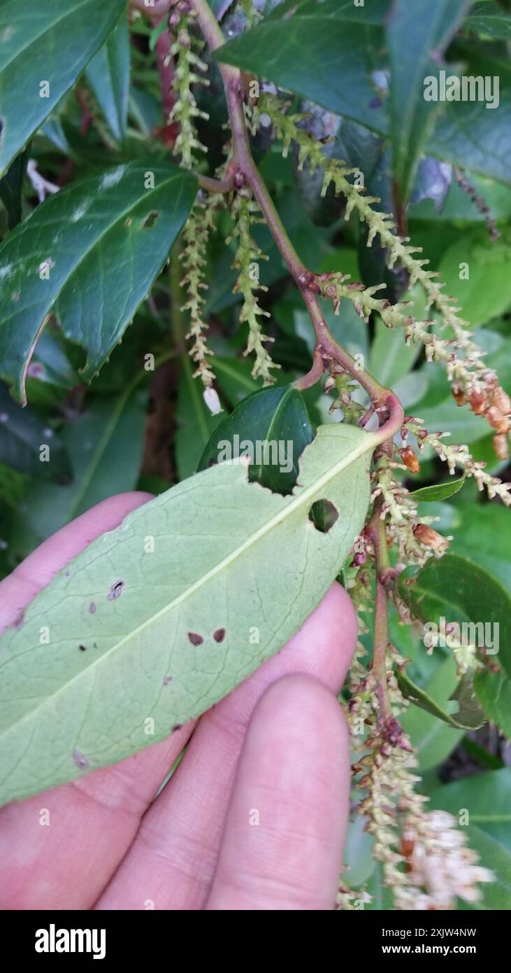 mountain doghobble (Leucothoe fontanesiana) Plantae Stock Photo - Alamy