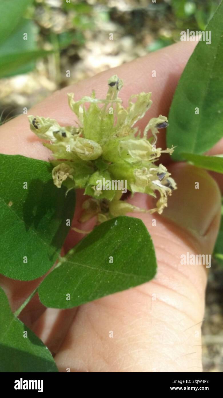 forest scurfpea (Rupertia physodes) Plantae Stock Photo - Alamy