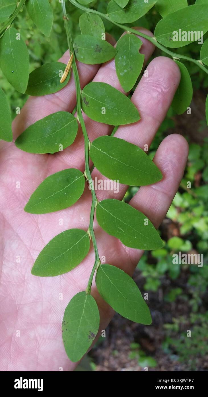 Red Huckleberry (Vaccinium parvifolium) Plantae Stock Photo - Alamy