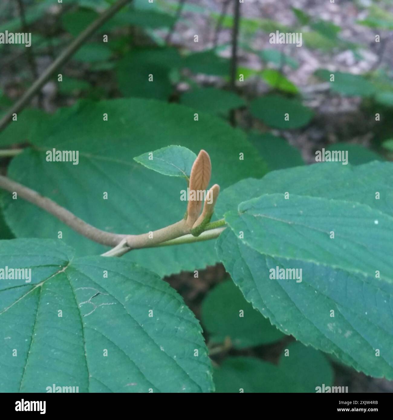 hobblebush (Viburnum lantanoides) Plantae Stock Photo - Alamy