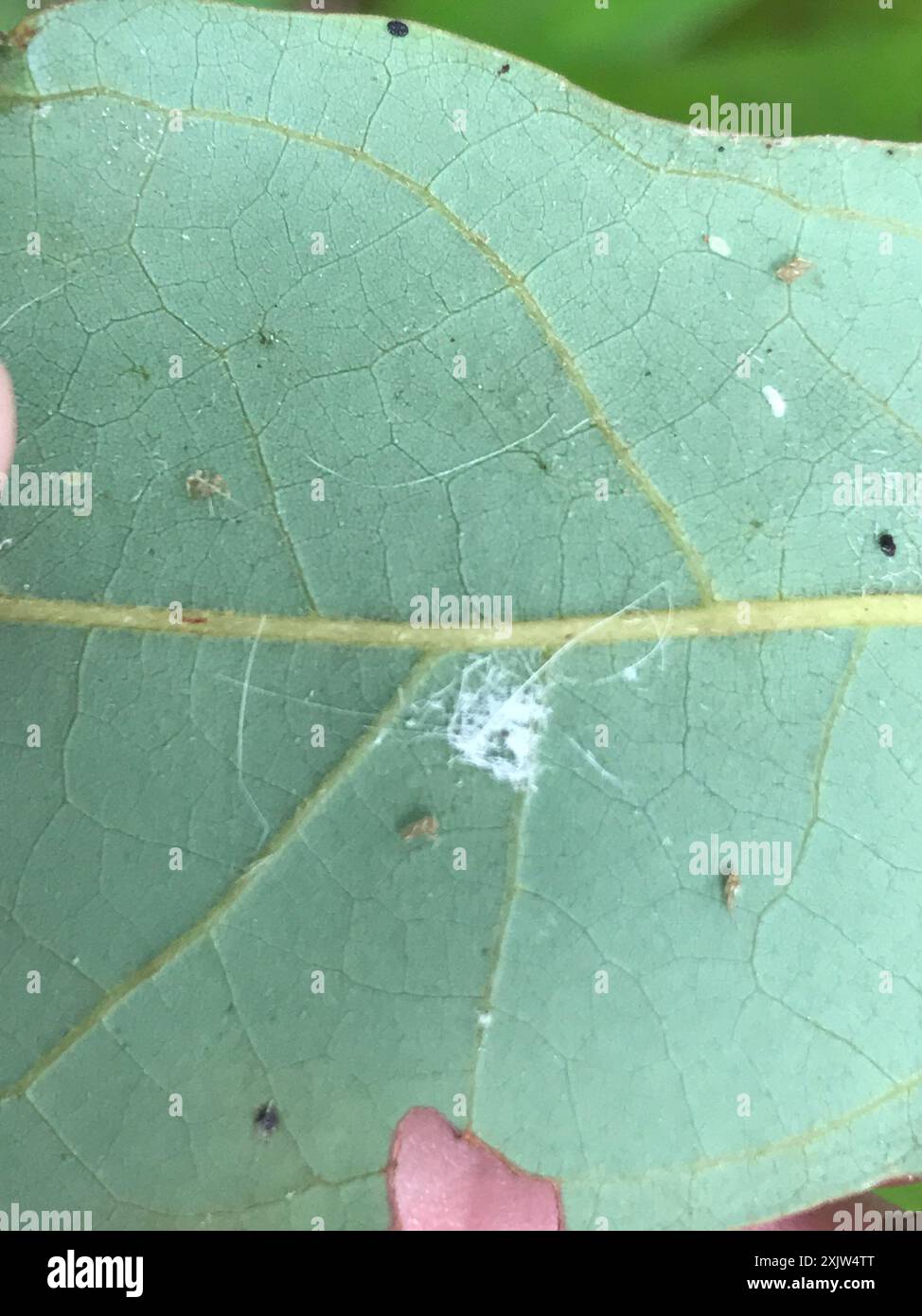 Swamp Bay (Persea palustris) Plantae Stock Photo - Alamy