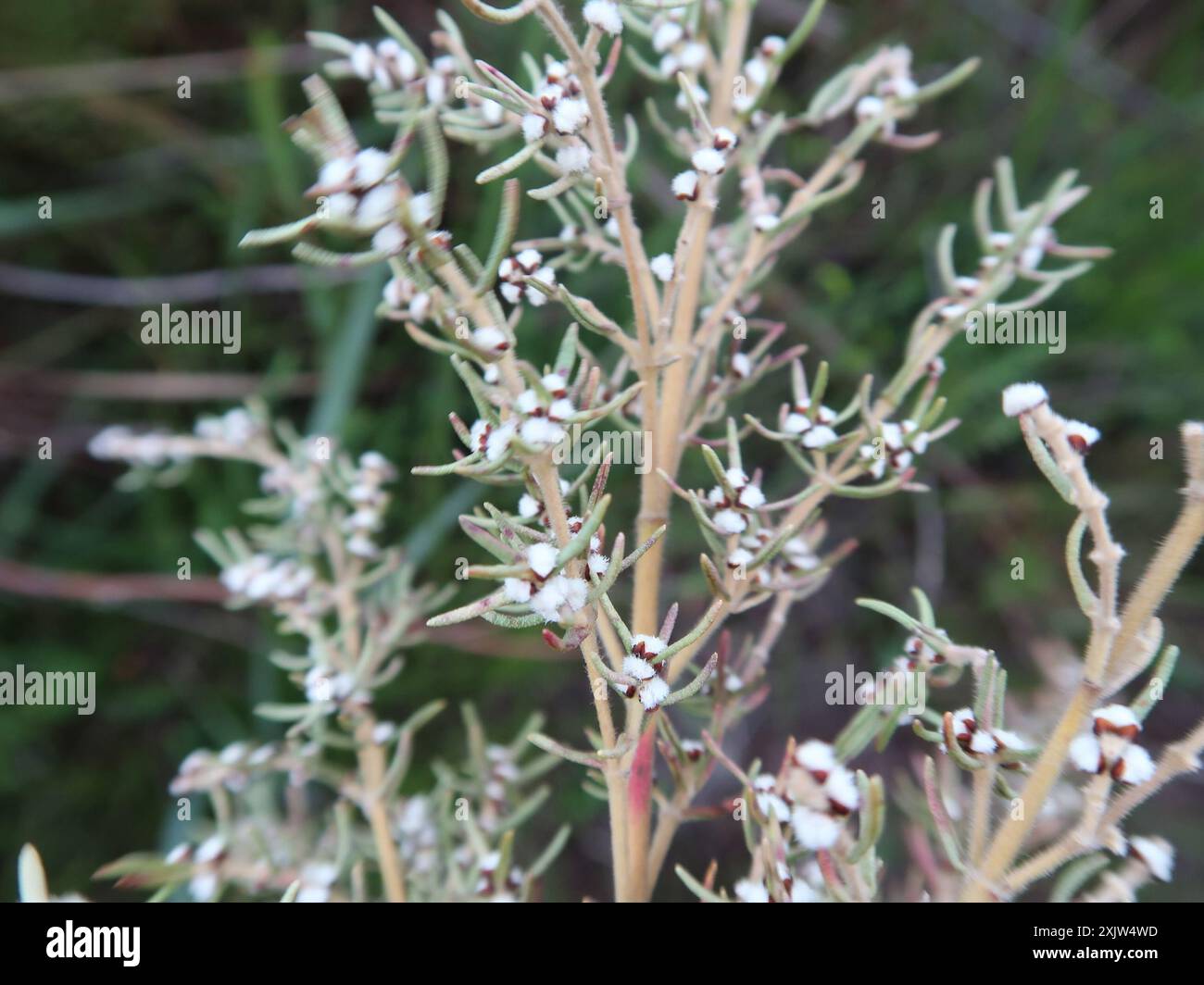 Common Marsh Sillyberry (Grubbia rosmarinifolia rosmarinifolia) Plantae ...