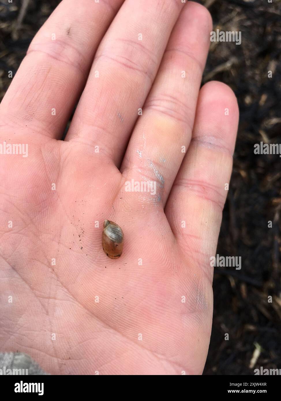 Amber Snails (Succineidae) Mollusca Stock Photo - Alamy
