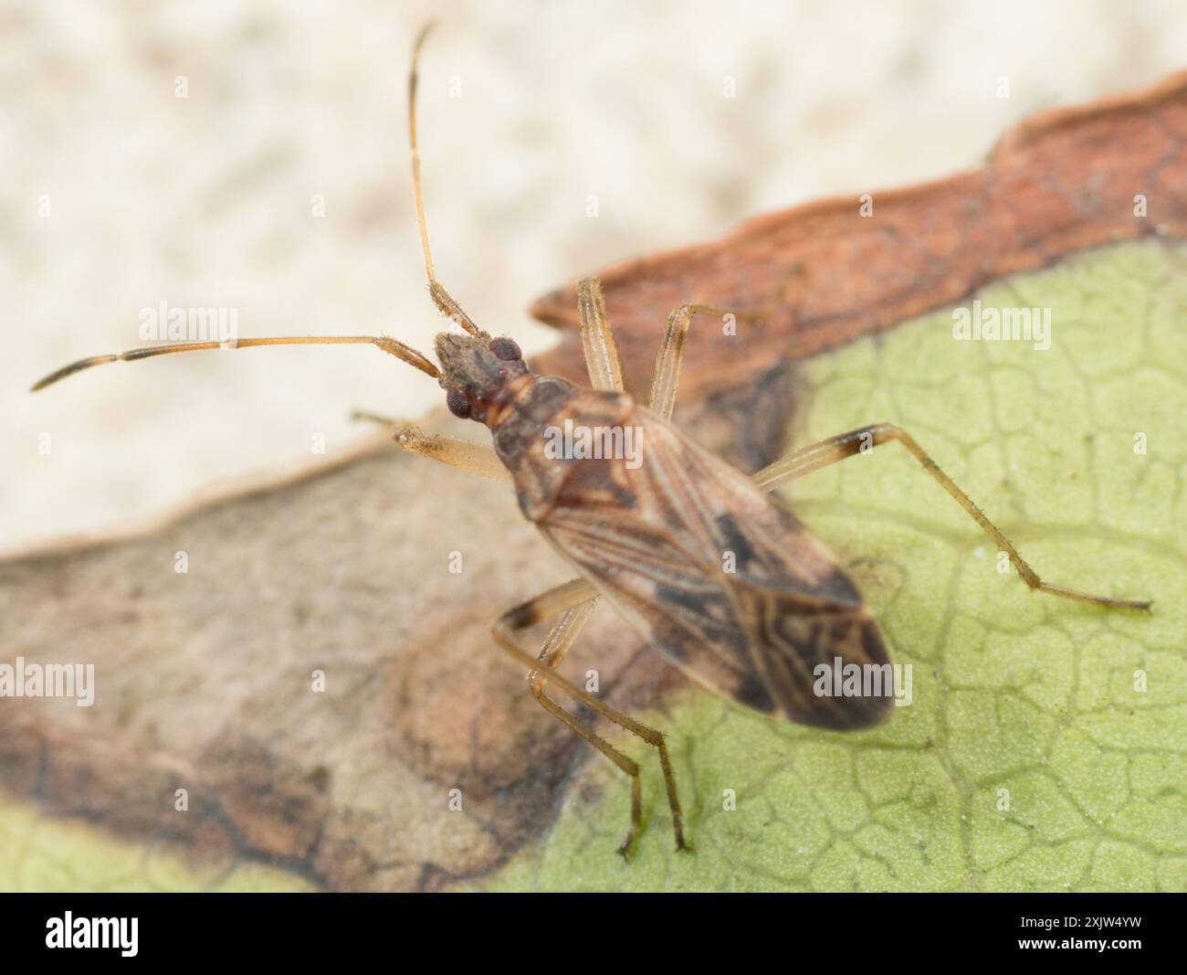 (Ozophora occidentalis) Insecta Stock Photo - Alamy