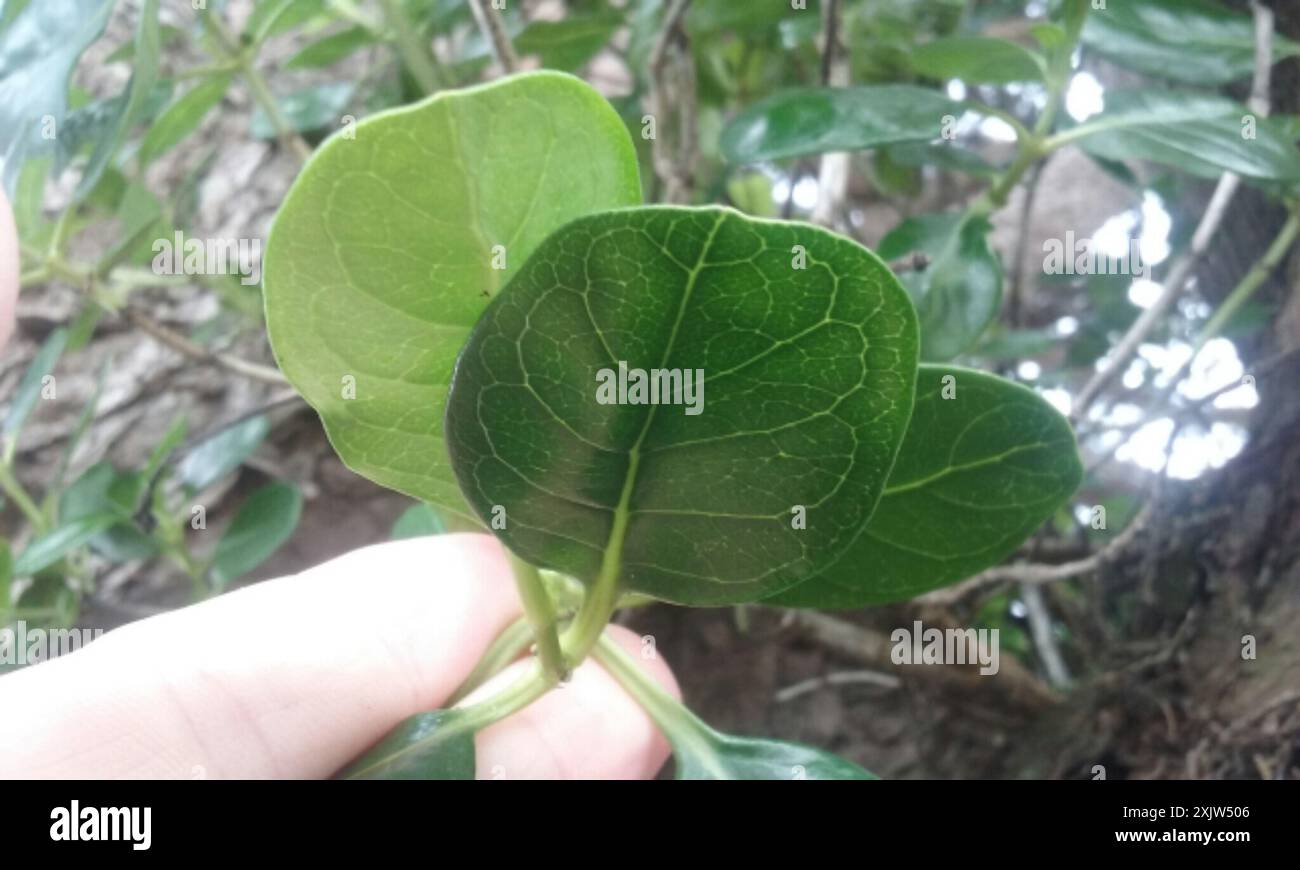 Taupata (Coprosma repens) Plantae Stock Photo - Alamy