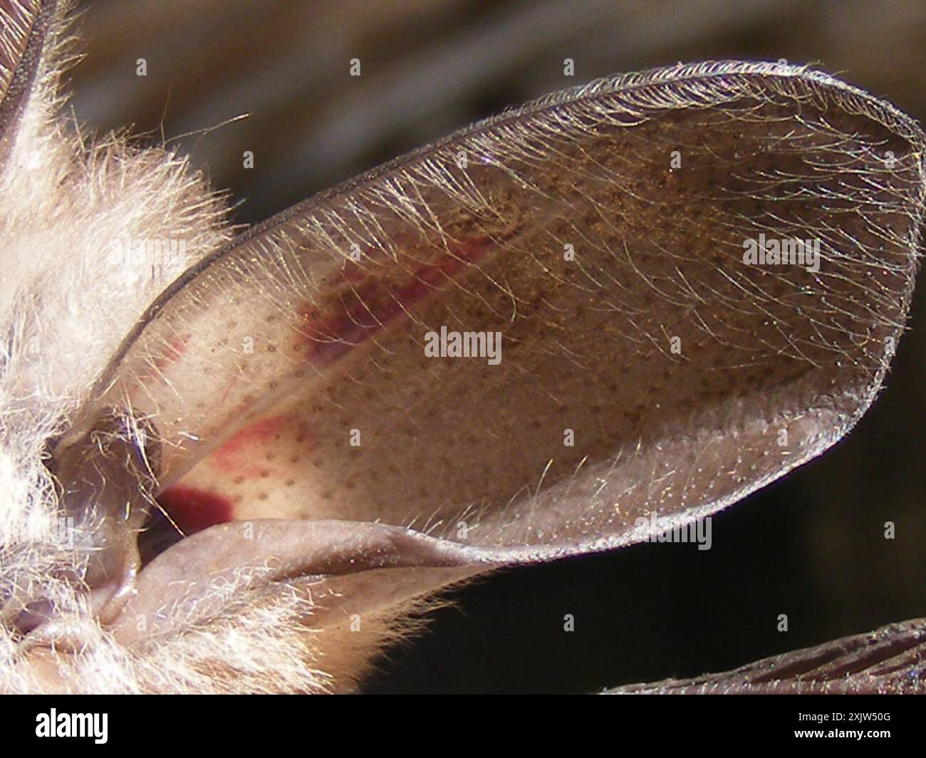 Egyptian Slit-faced Bat (Nycteris thebaica) Mammalia Stock Photo - Alamy