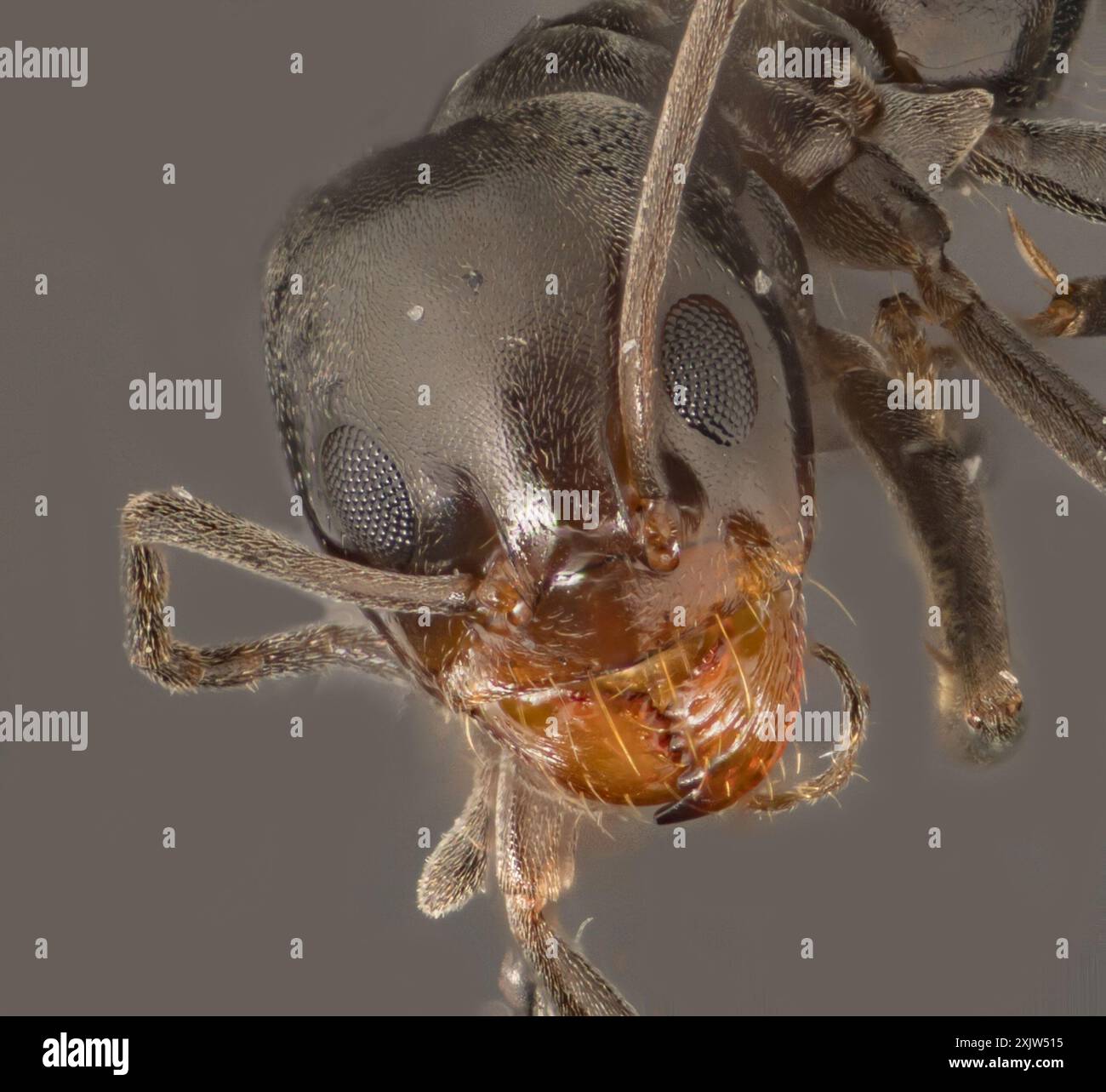Pyramid Ants (Dorymyrmex) Insecta Stock Photo - Alamy