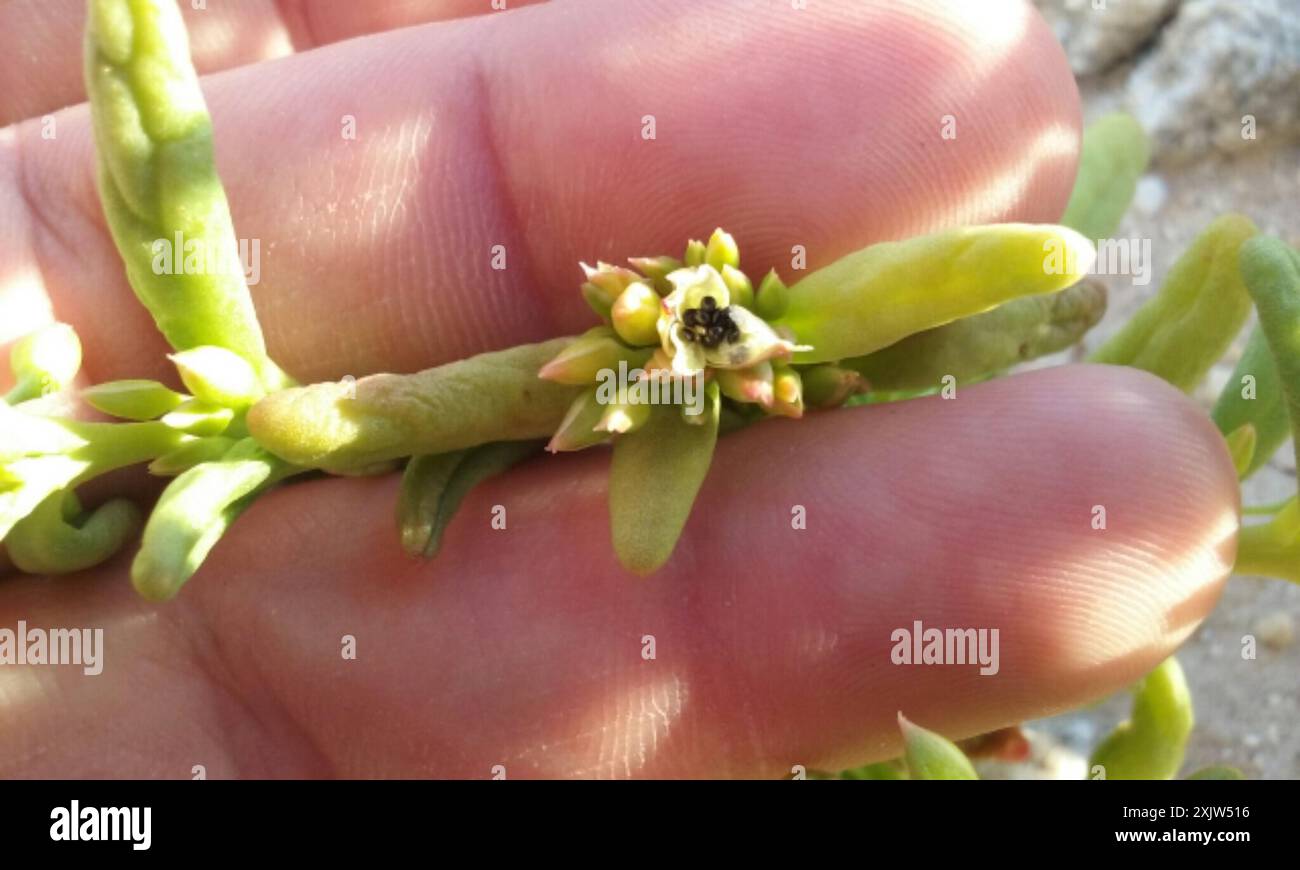 desert rockpurslane (Cistanthe ambigua) Plantae Stock Photo - Alamy