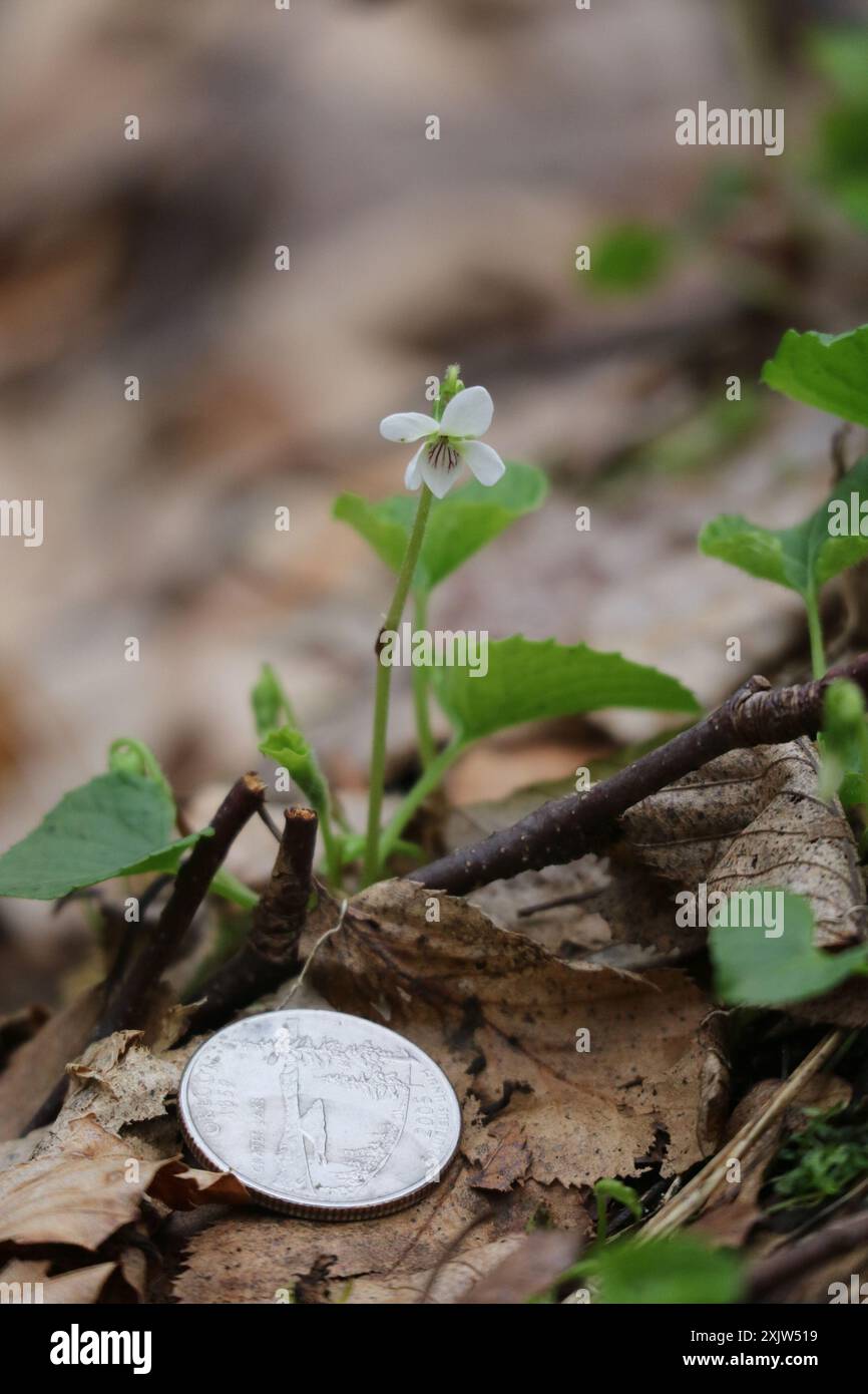 sweet white violet (Viola blanda) Plantae Stock Photo - Alamy