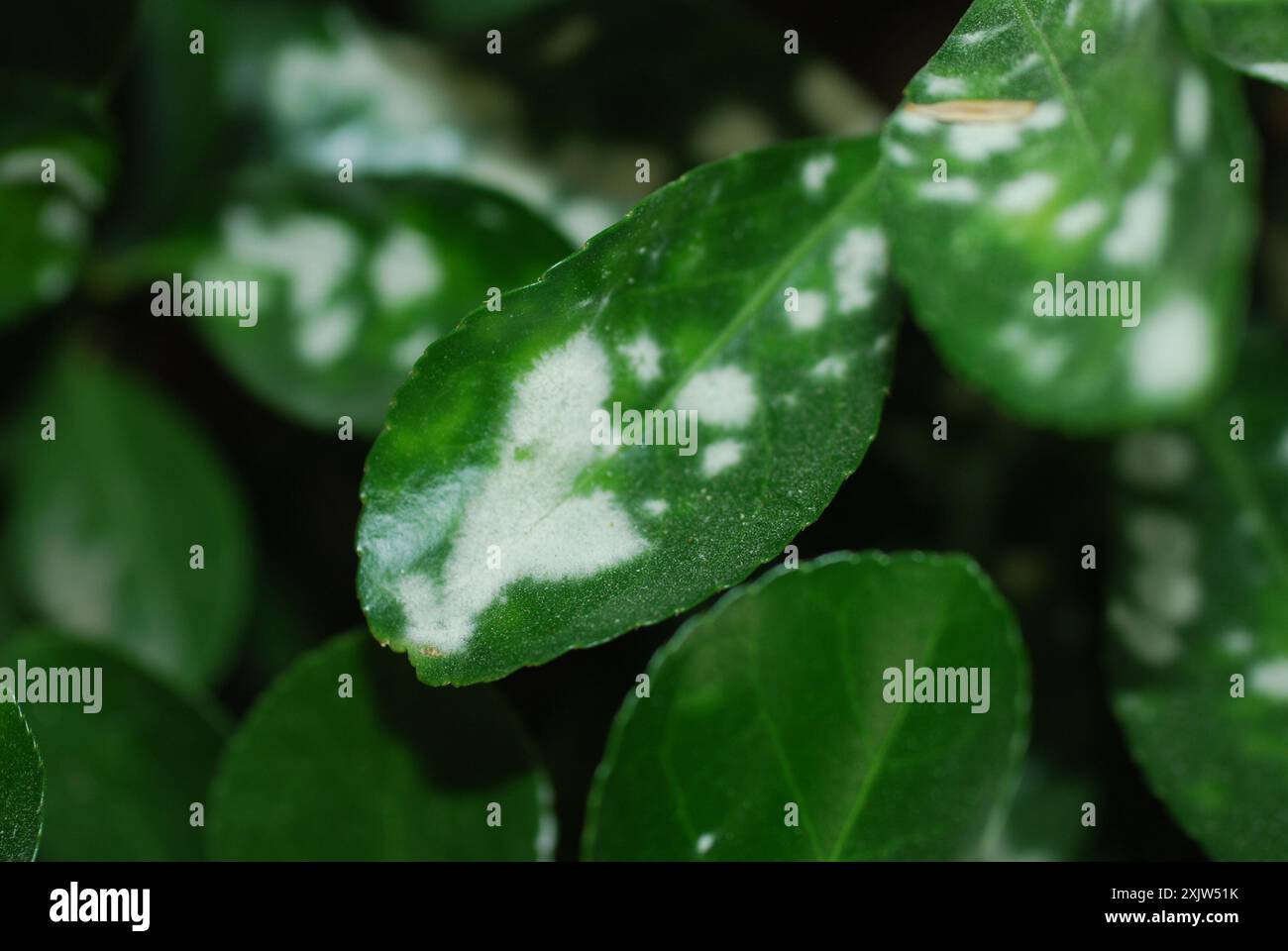 Spindletree powdery mildew (Erysiphe euonymicola) Fungi Stock Photo - Alamy