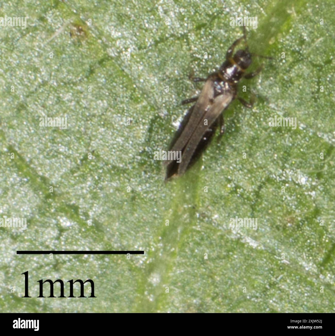 Thrips (Thysanoptera) Insecta Stock Photo - Alamy