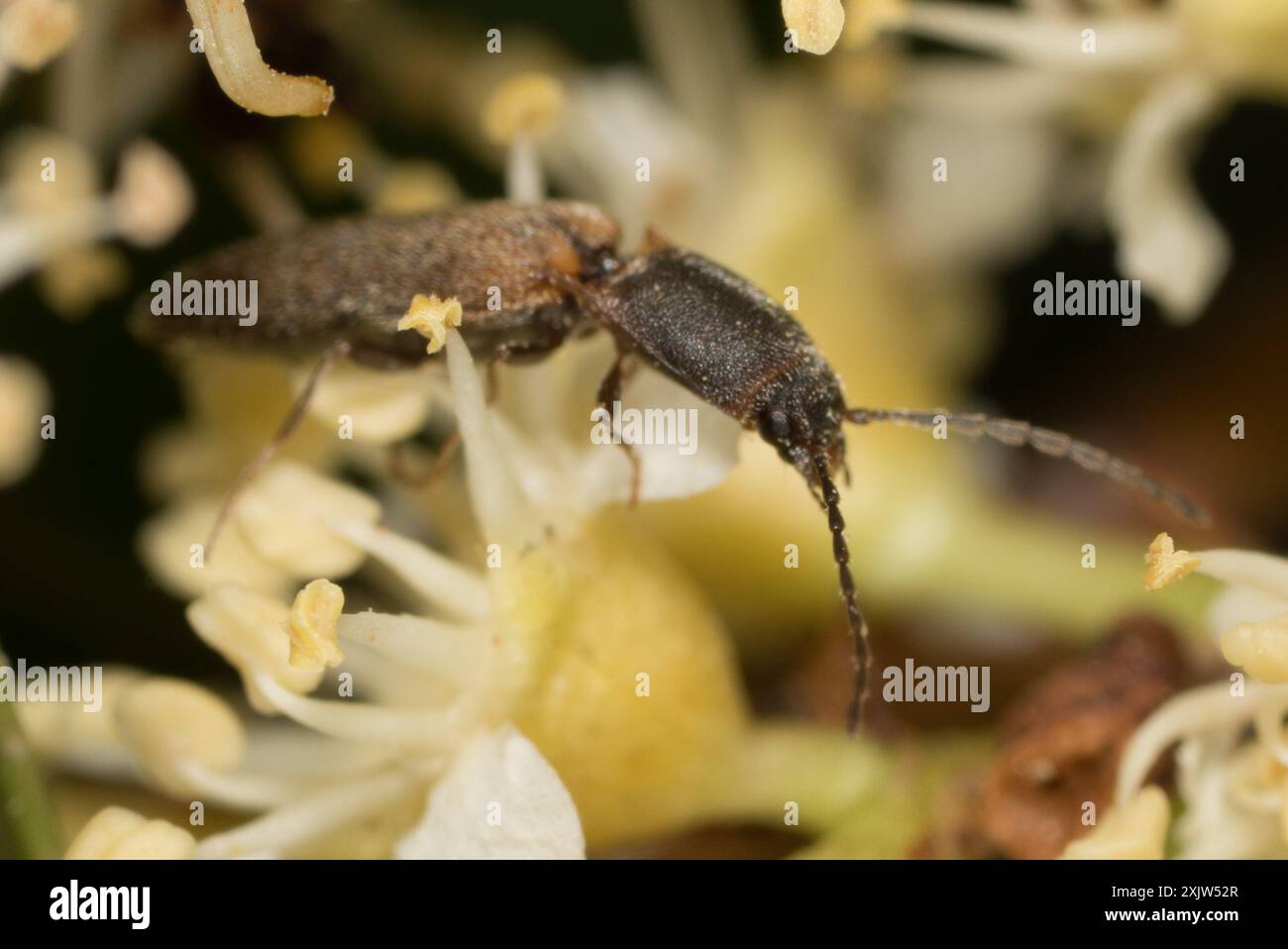 Click Beetles (Elateridae) Insecta Stock Photo - Alamy