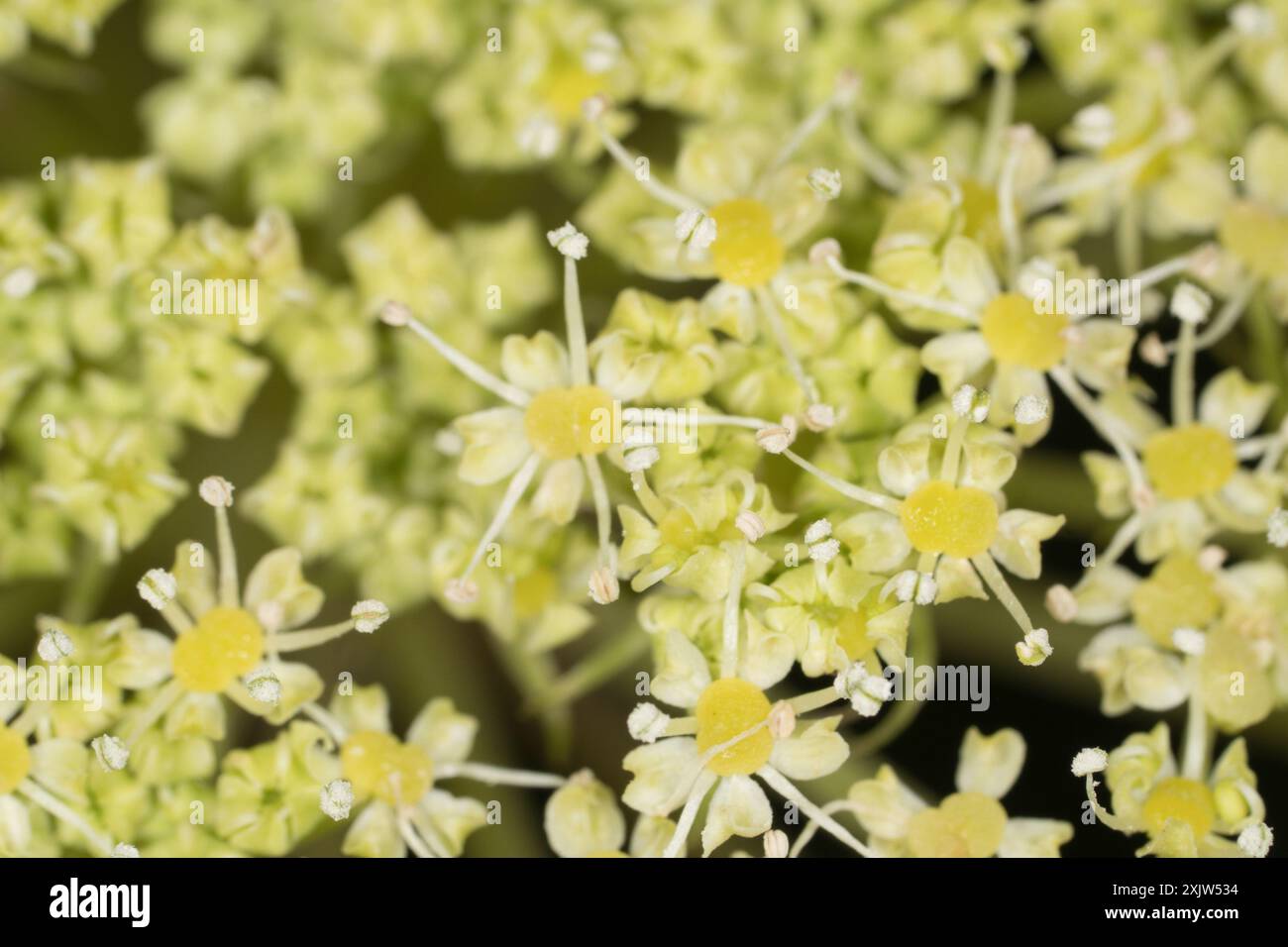 sea-watch (Angelica lucida) Plantae Stock Photo - Alamy
