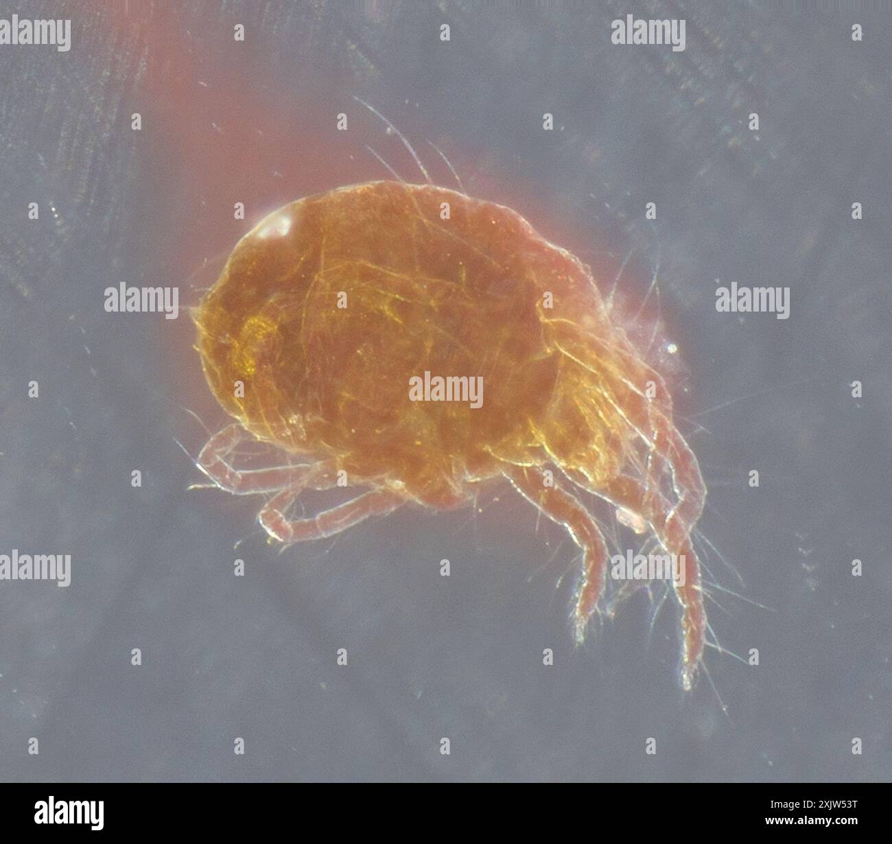 Spider Mites (Tetranychidae) Arachnida Stock Photo - Alamy