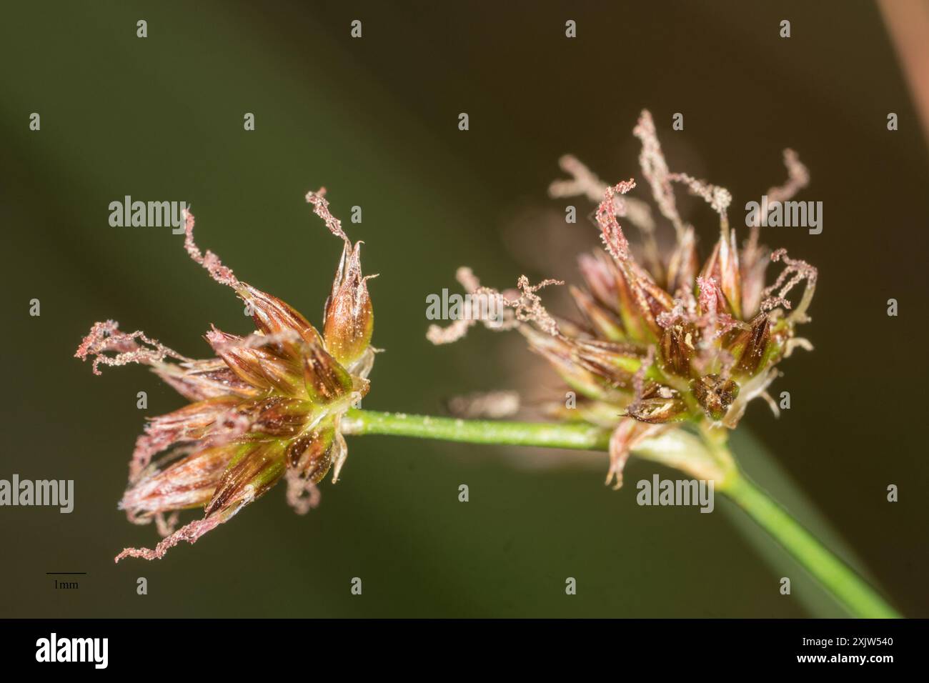 sedges (Cyperaceae) Plantae Stock Photo - Alamy