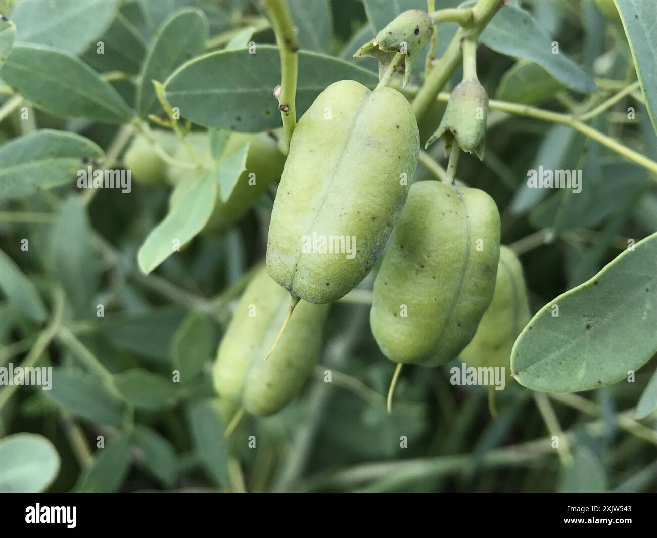 white wild indigo (Baptisia alba) Plantae Stock Photo - Alamy