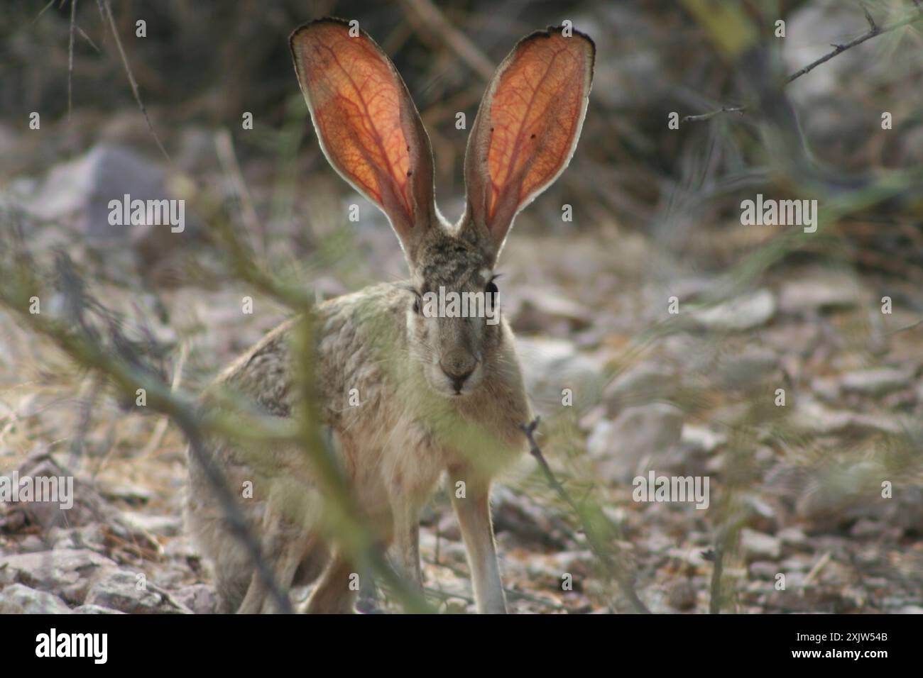 Black-tailed Jackrabbit (Lepus californicus) Mammalia Stock Photo - Alamy