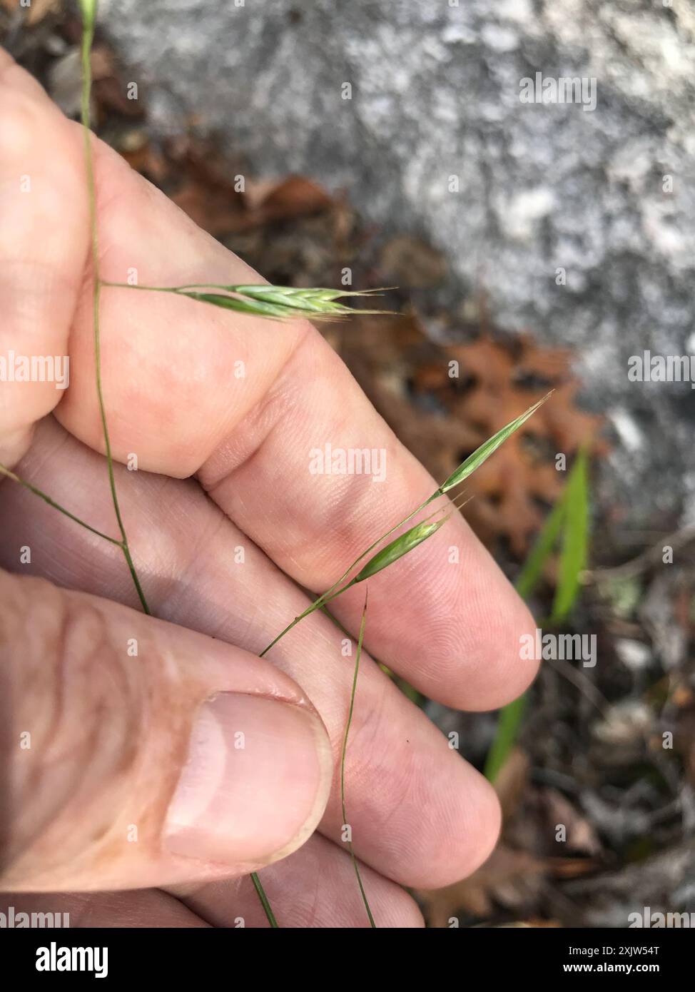 Flattened Oatgrass (Danthonia compressa) Plantae Stock Photo - Alamy