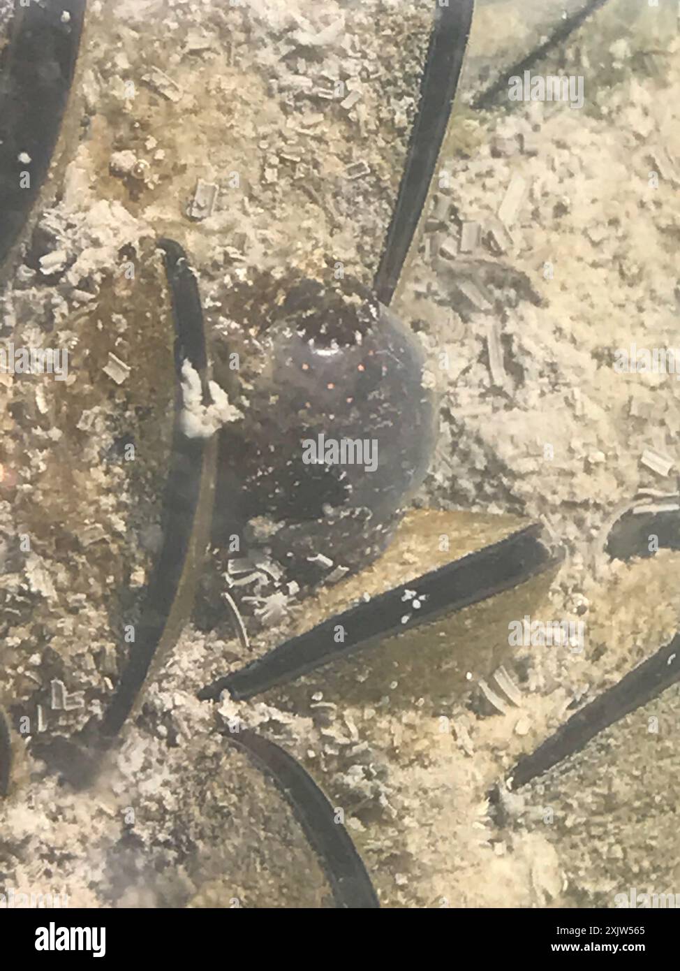 Japanese Bubble Snail (Haloa japonica) Mollusca Stock Photo - Alamy