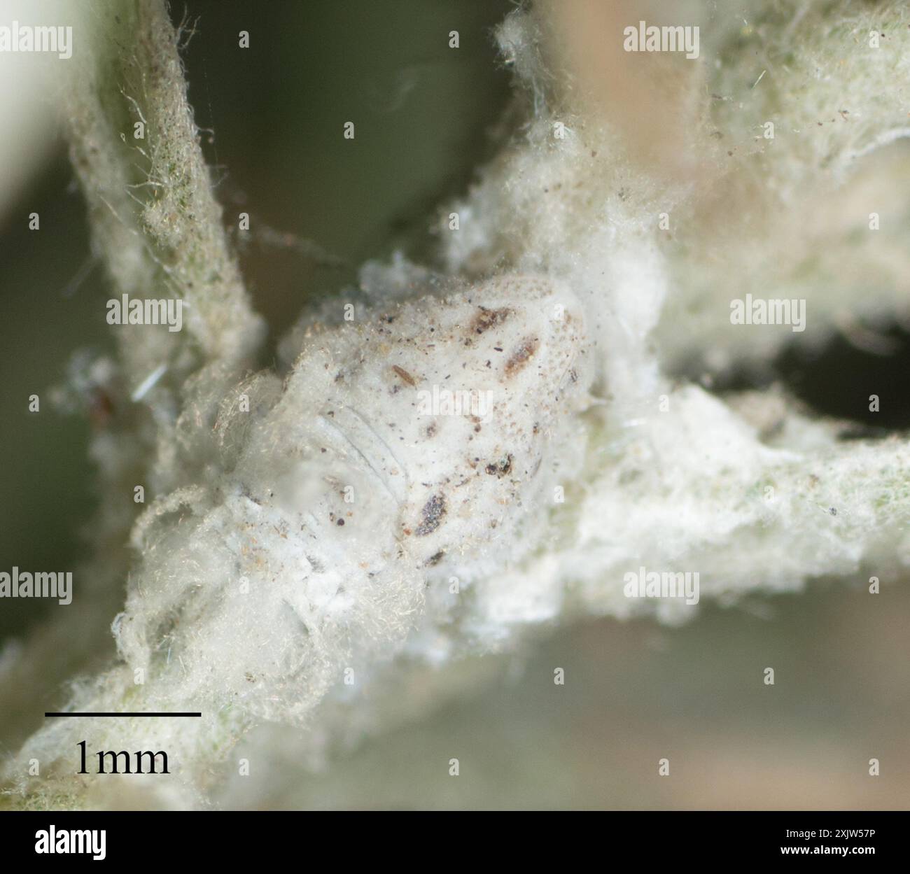 Torpedo Bug (Siphanta acuta) Insecta Stock Photo - Alamy