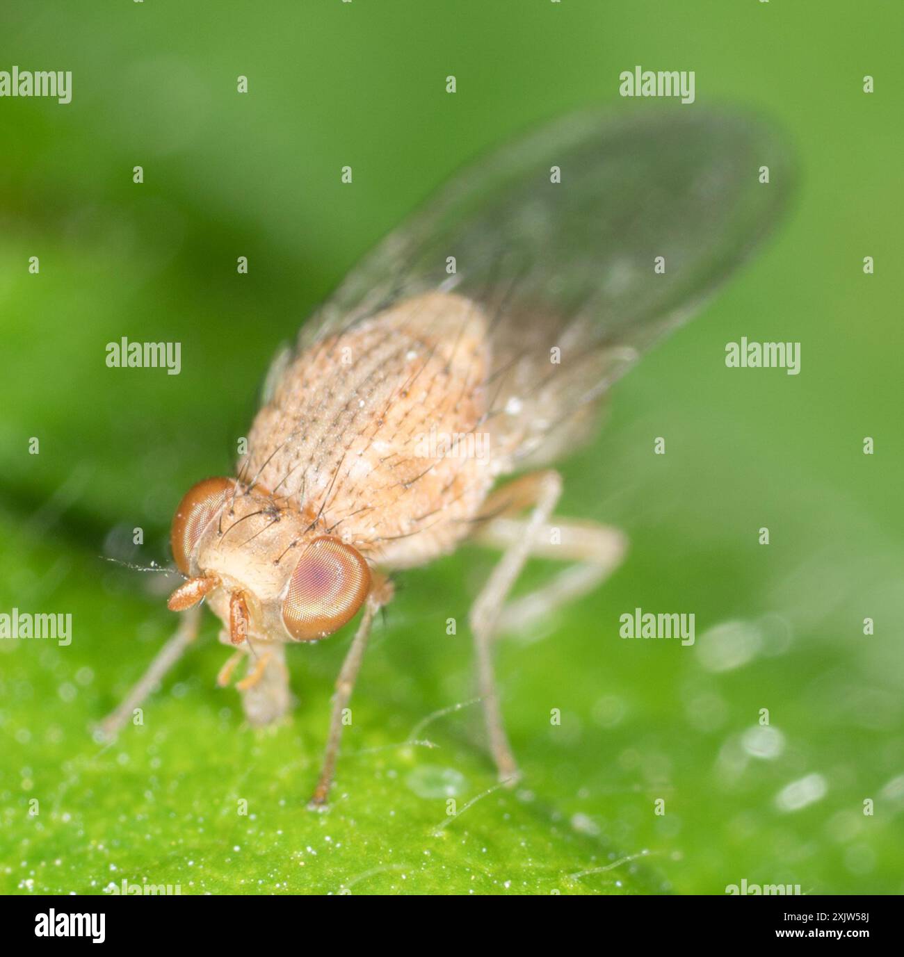 (Minettia flaveola) Insecta Stock Photo - Alamy