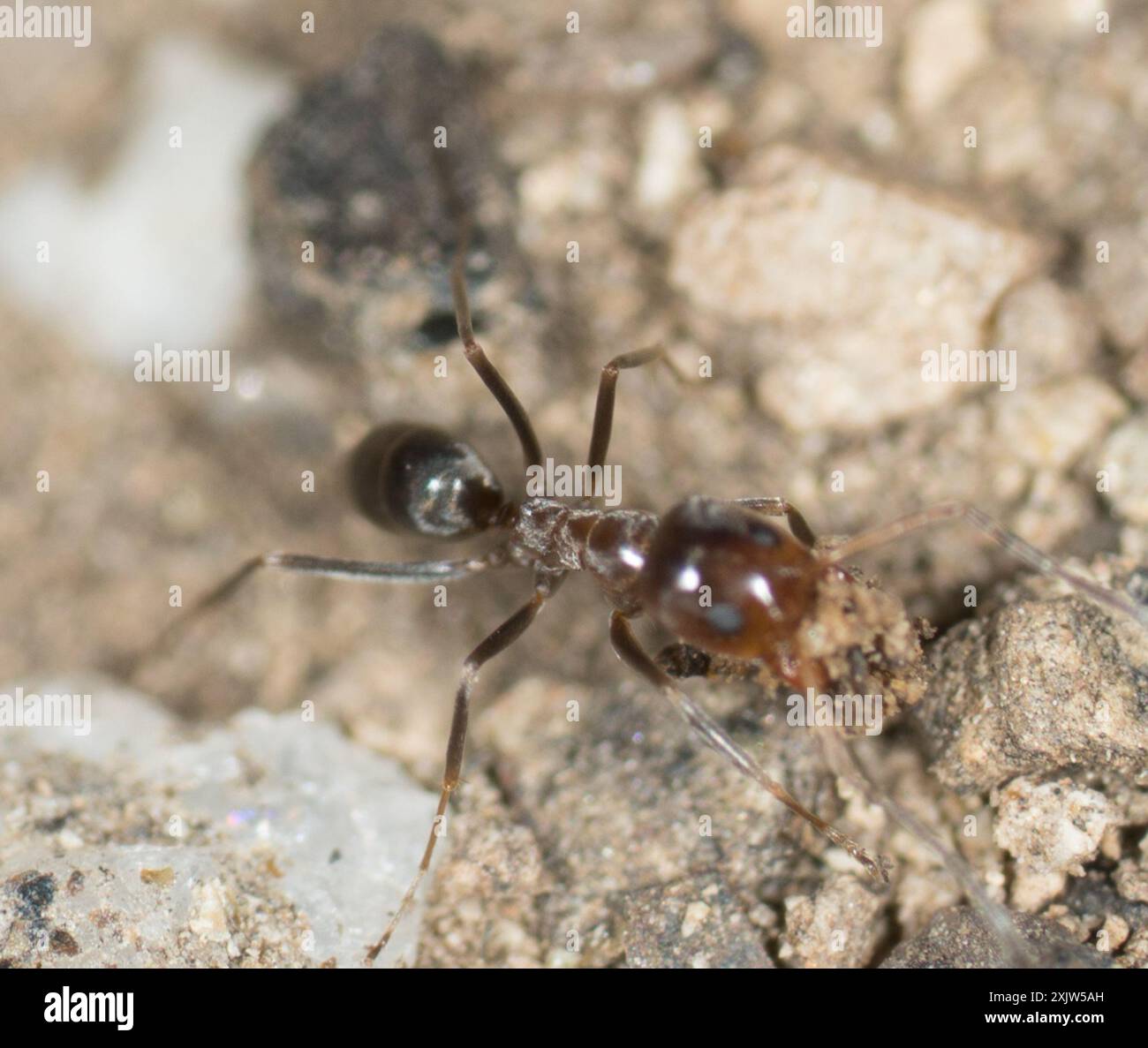 Pyramid Ants (Dorymyrmex) Insecta Stock Photo - Alamy