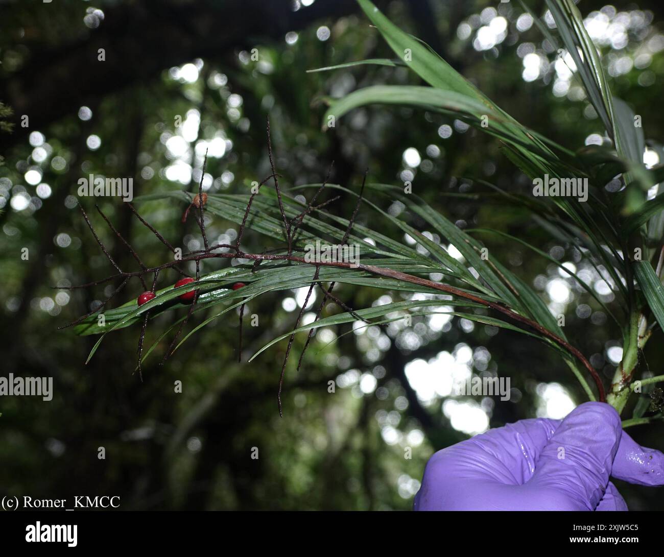 (Dypsis cookei) Plantae Stock Photo - Alamy