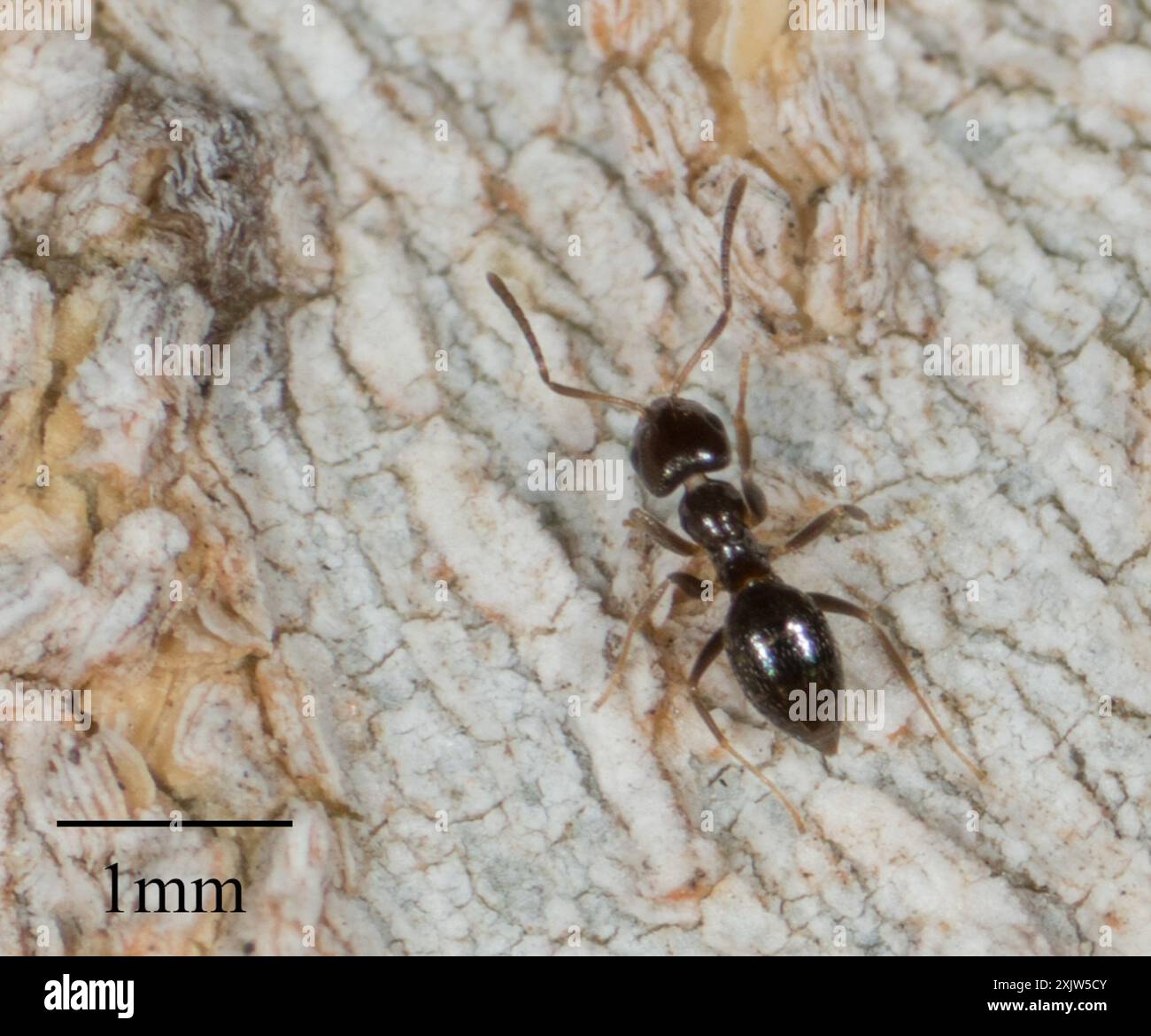 Brachymyrmex patagonicus hi-res stock photography and images - Alamy