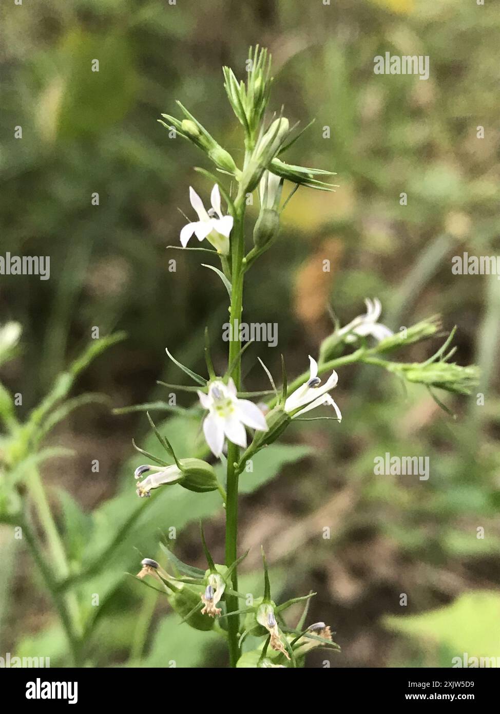 Indian tobacco (Lobelia inflata) Plantae Stock Photo - Alamy