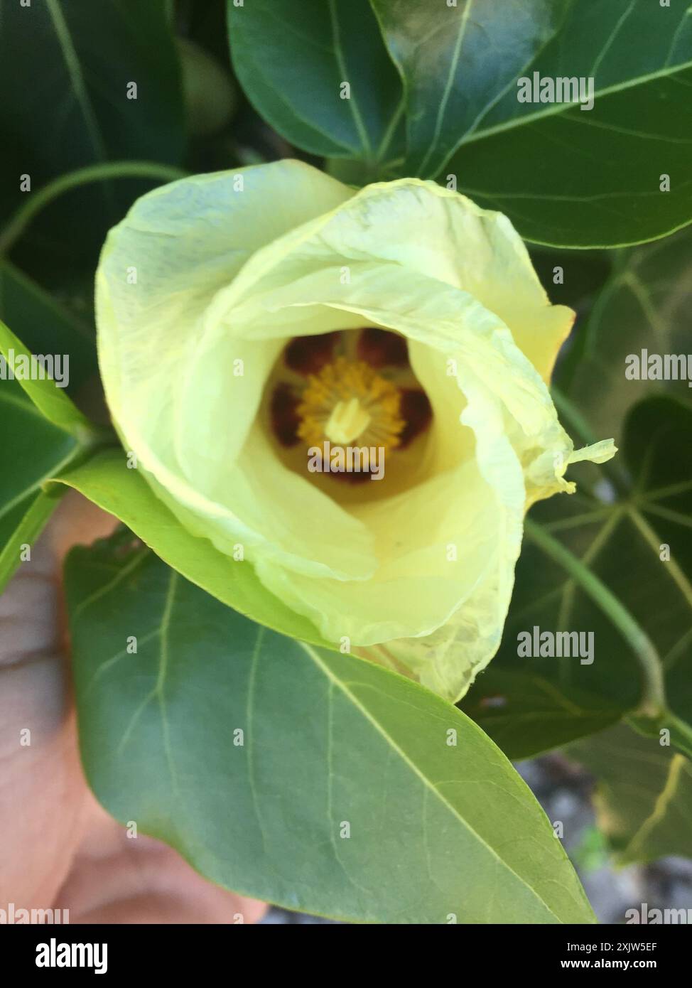 Portia tree (Thespesia populnea) Plantae Stock Photo - Alamy