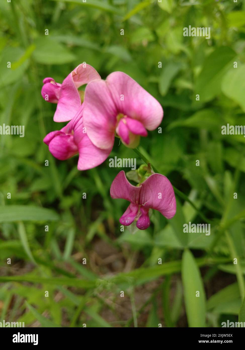 broad-leaved sweet pea (Lathyrus latifolius) Plantae Stock Photo - Alamy