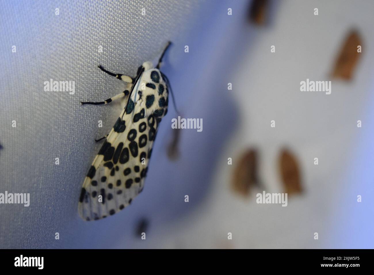 Giant Leopard Moth (Hypercompe scribonia) Insecta Stock Photo - Alamy