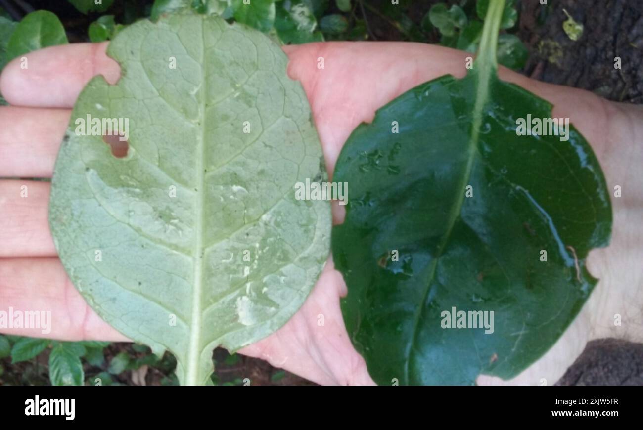Taupata (Coprosma repens) Plantae Stock Photo - Alamy