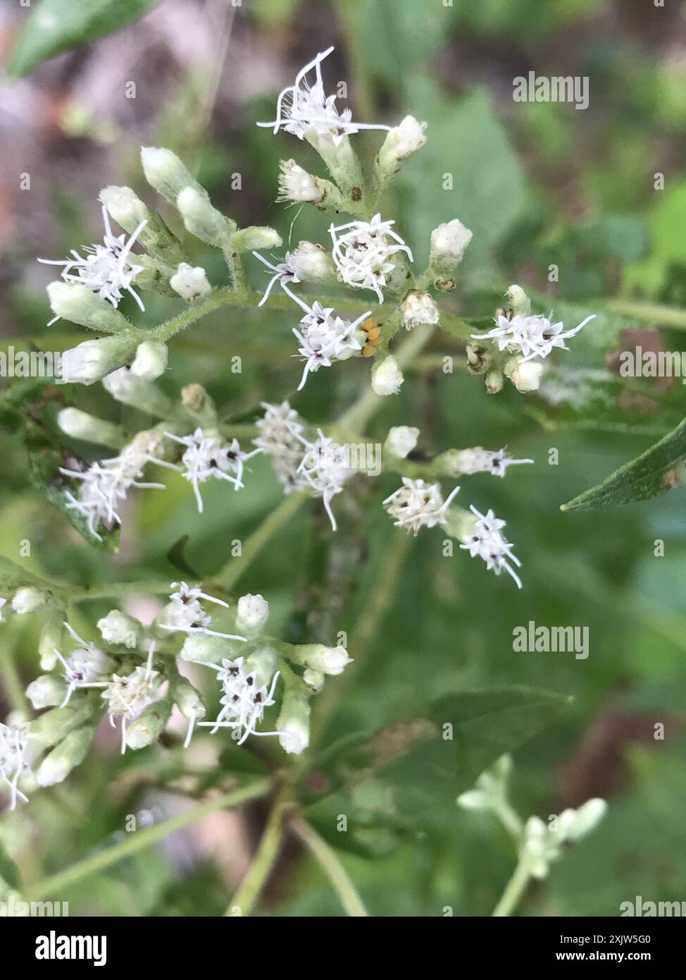 Godfrey's thoroughwort (Eupatorium godfreyanum) Plantae Stock Photo - Alamy