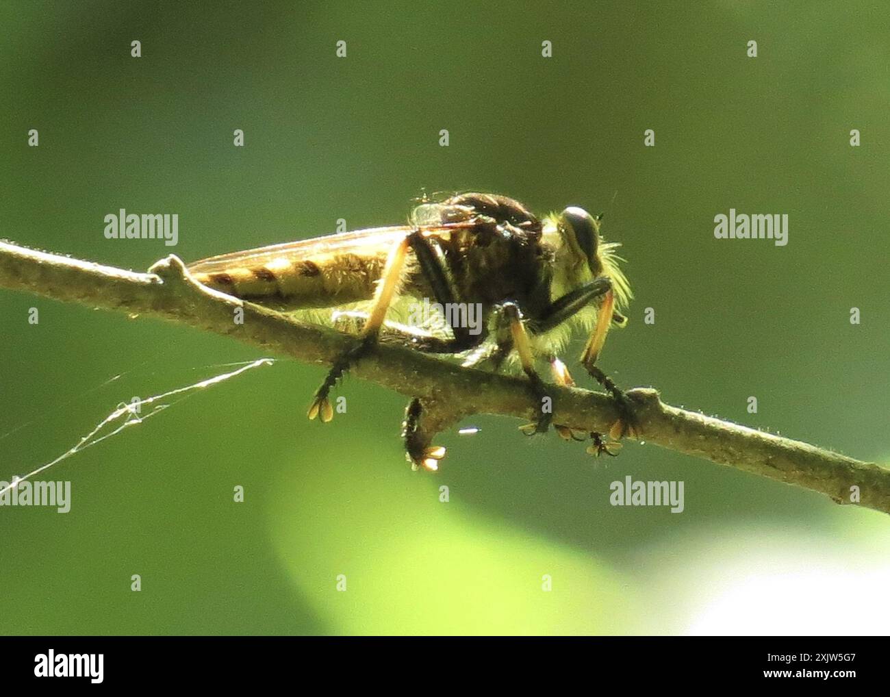 Red-footed Cannibal Fly (Promachus rufipes) Insecta Stock Photo - Alamy