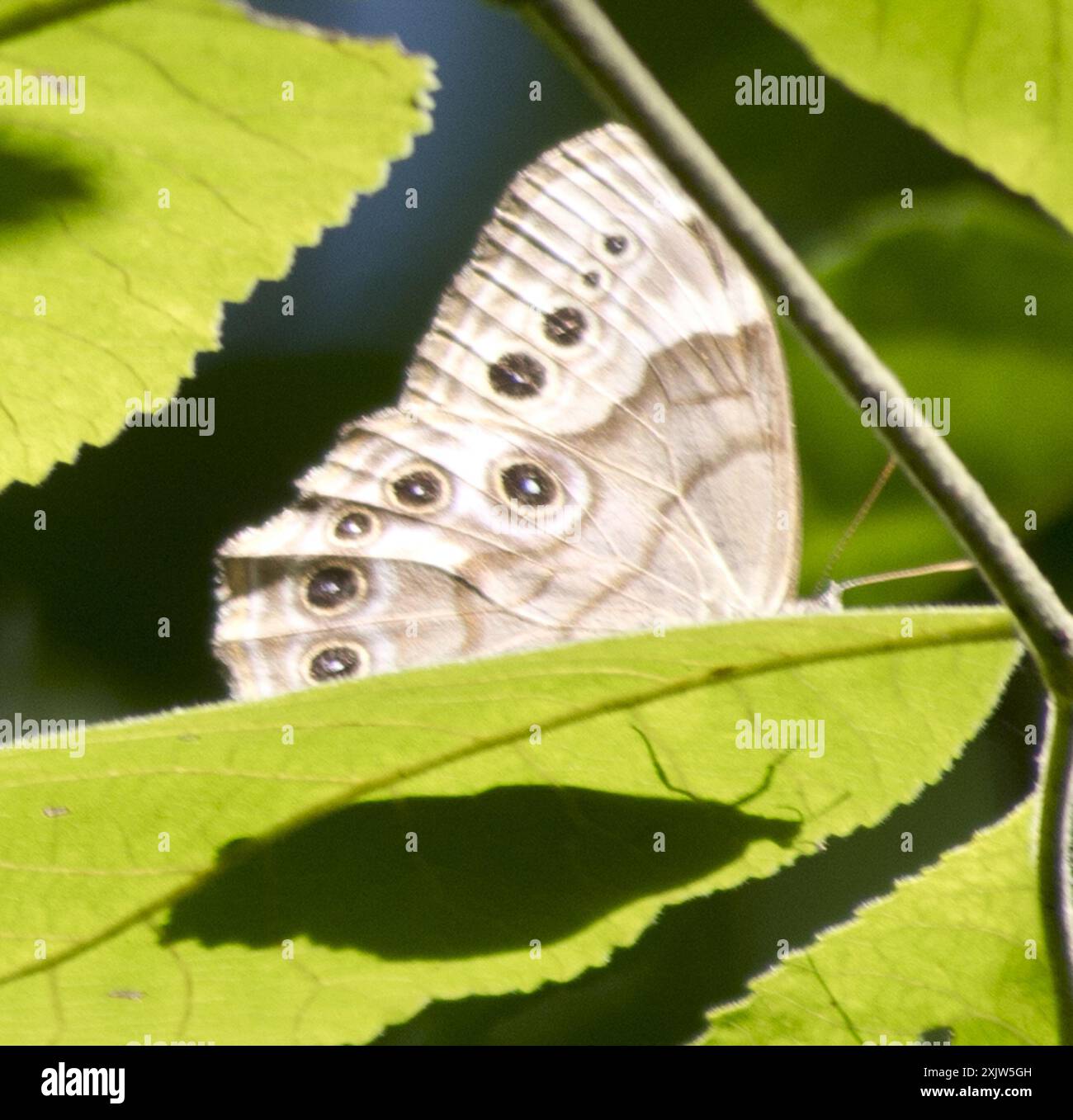Northern Pearly-eye (Lethe anthedon) Insecta Stock Photo - Alamy