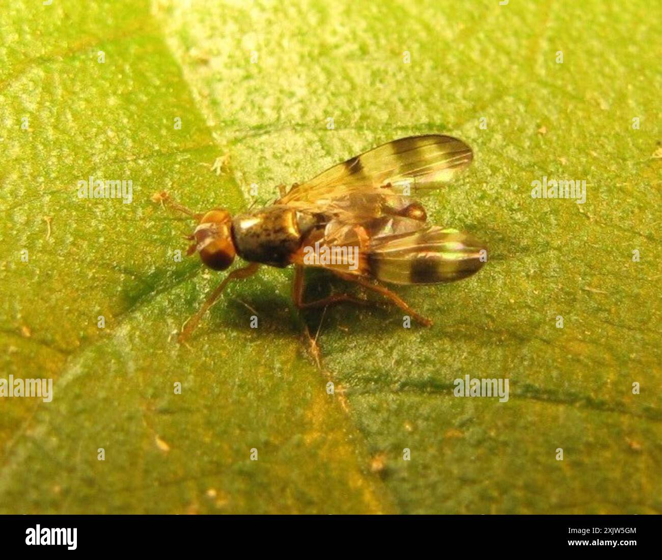 Banded-wing Flies (Chaetopsis) Insecta Stock Photo - Alamy