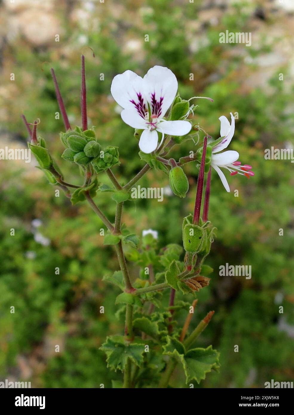 Rose-camphor Storksbill (Pelargonium englerianum) Plantae Stock Photo ...