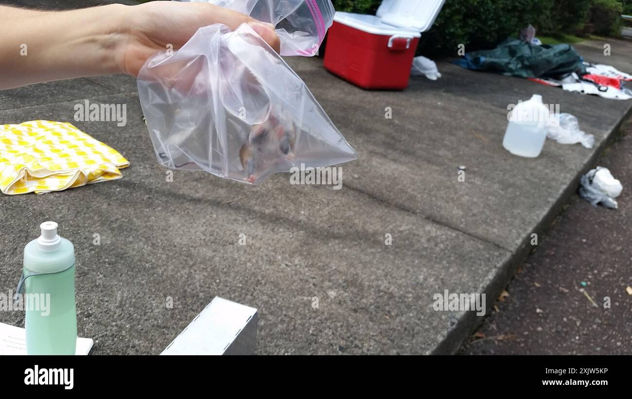 Peromyscus polionotus hi-res stock photography and images - Alamy