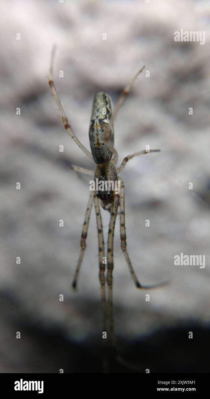Stretch Spiders (Tetragnatha) Arachnida Stock Photo - Alamy
