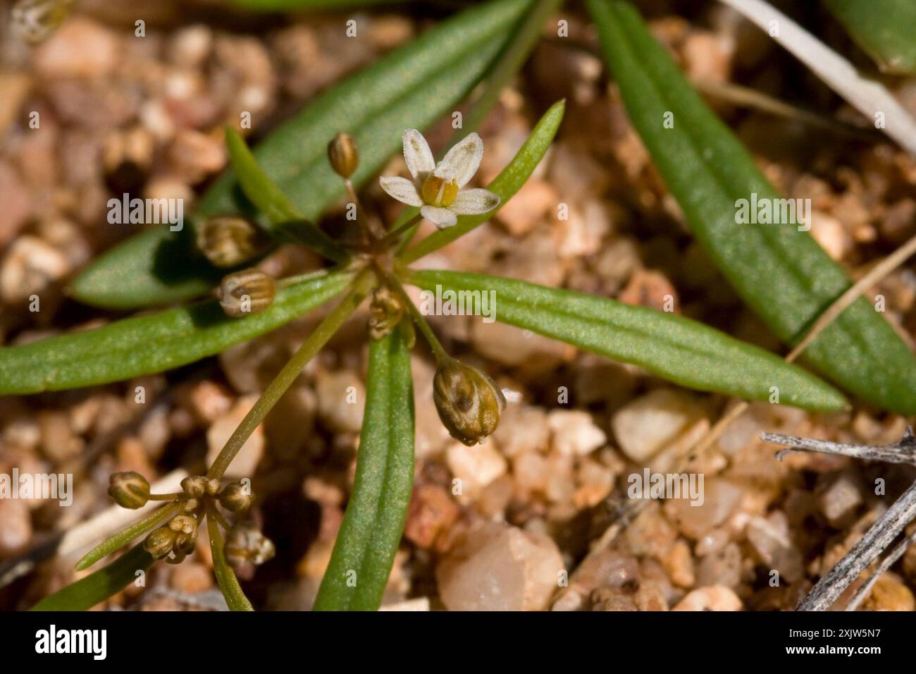 green carpetweed (Mollugo verticillata) Plantae Stock Photo - Alamy