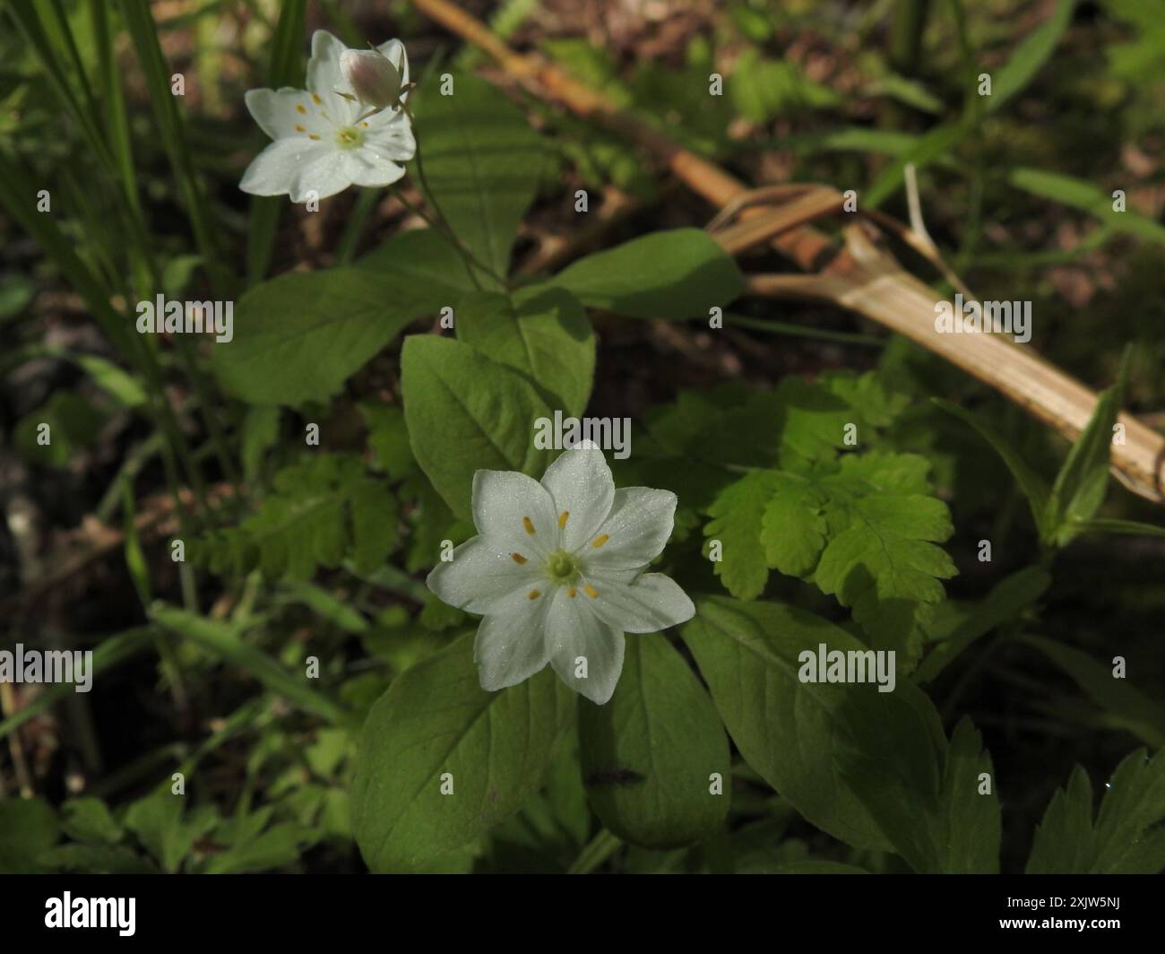 Arctic Starflower (Lysimachia europaea) Plantae Stock Photo - Alamy