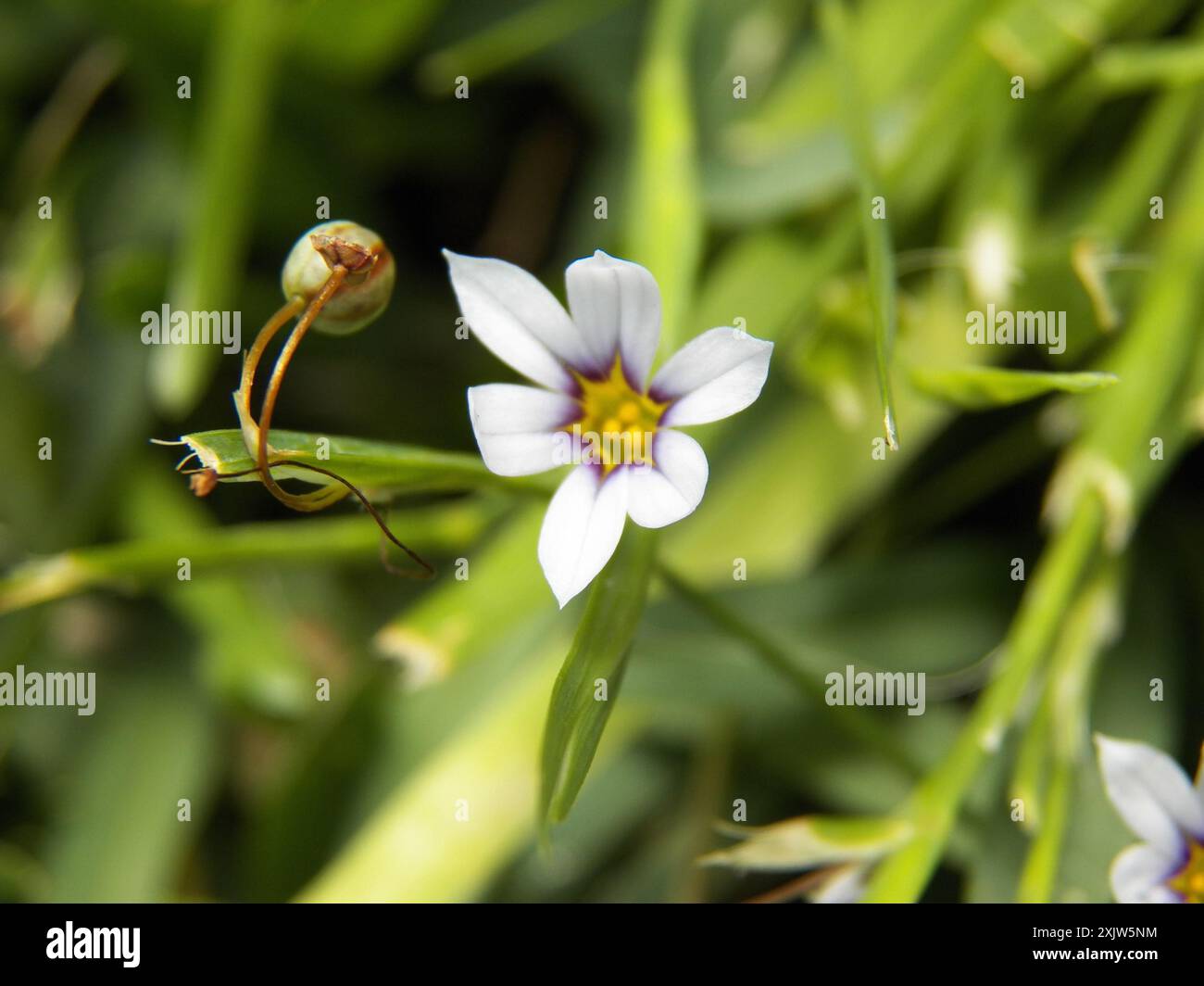 Blue Pigroot (Sisyrinchium micranthum) Plantae Stock Photo - Alamy