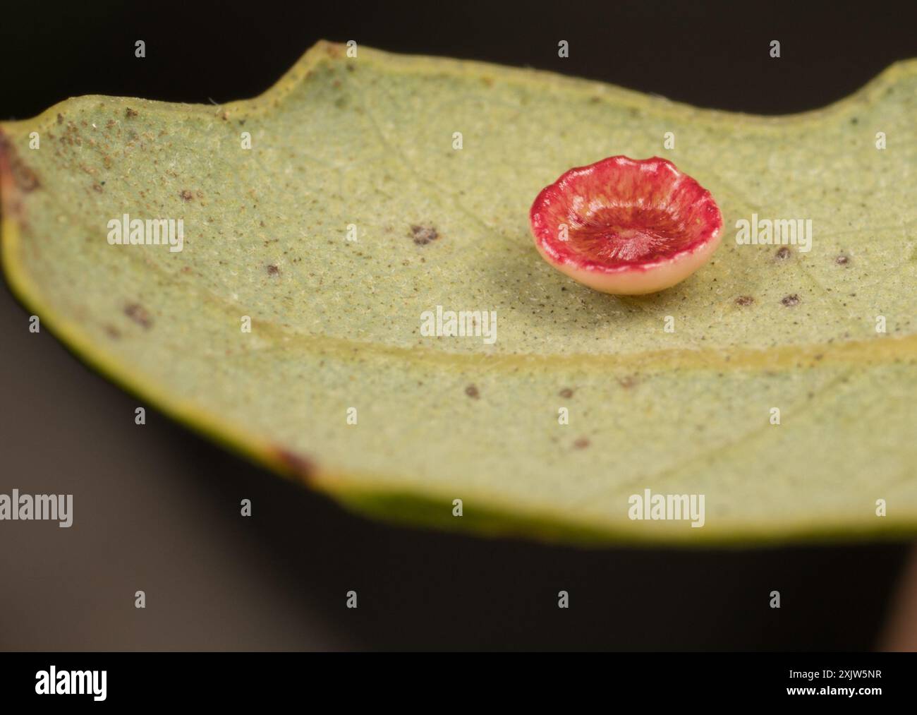 Disc gall wasp hi-res stock photography and images - Alamy