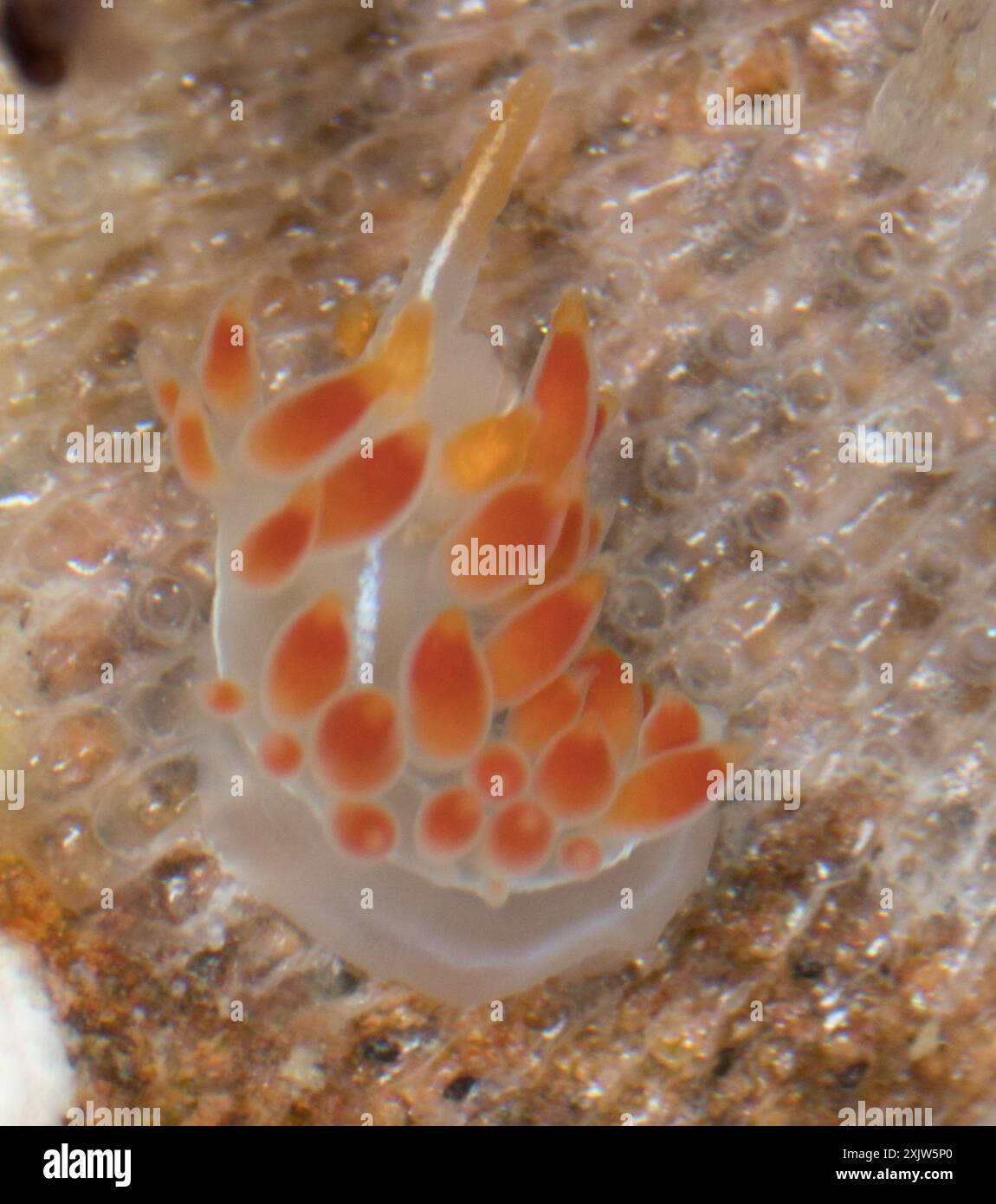 Three-lined Aeolid (Coryphella trilineata) Mollusca Stock Photo - Alamy