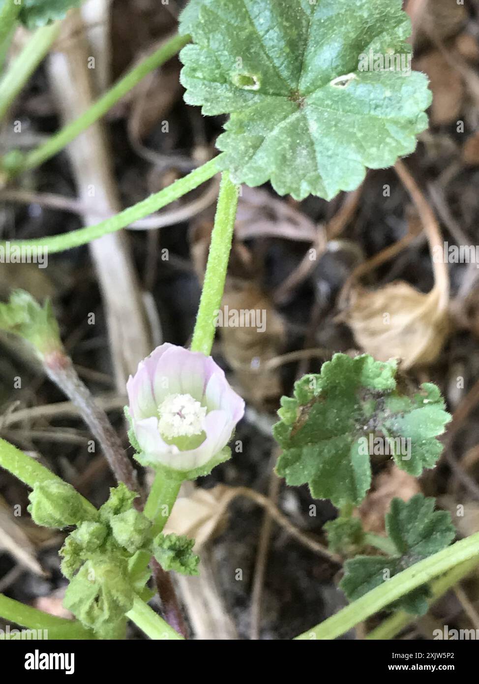 dwarf mallow (Malva neglecta) Plantae Stock Photo - Alamy