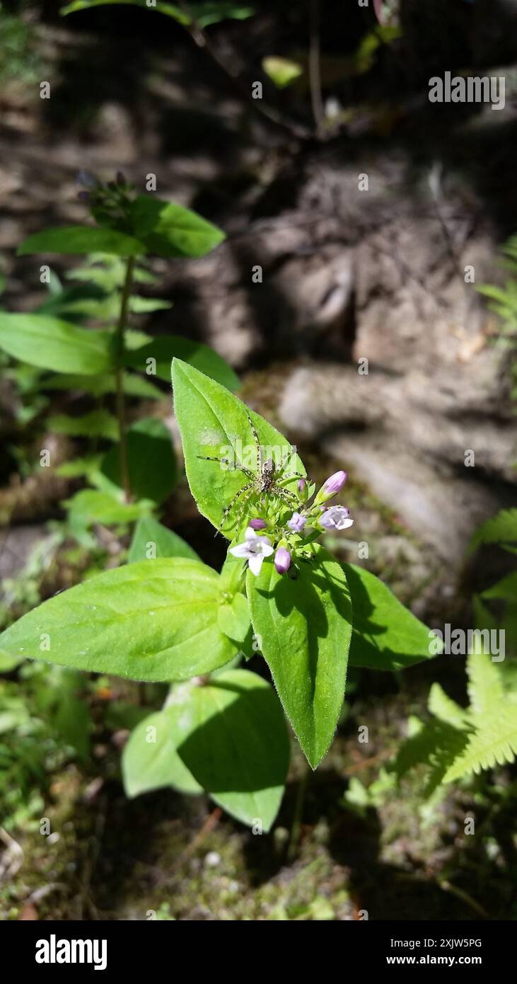summer bluet (Houstonia purpurea) Plantae Stock Photo - Alamy