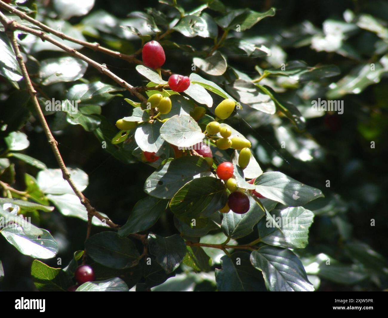 Red Ivory (Phyllogeiton zeyheri) Plantae Stock Photo - Alamy